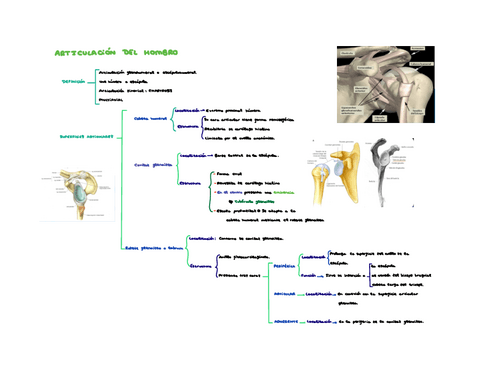 Tema-2Articulacion-escapulohumeral-glenohumeralMMSSBlancaSomalo.pdf