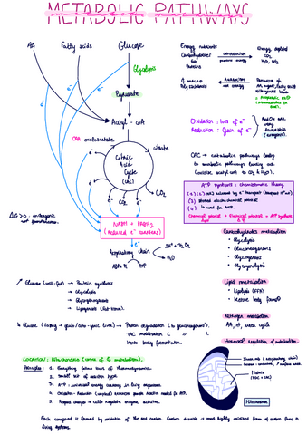 Biochem-Notes-Resumen-English.pdf