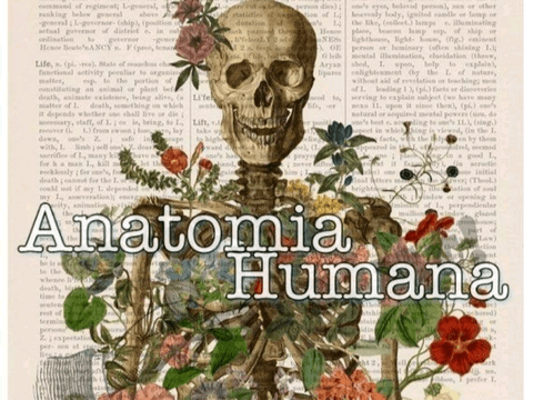 Tema 10 Anatomia Pdf