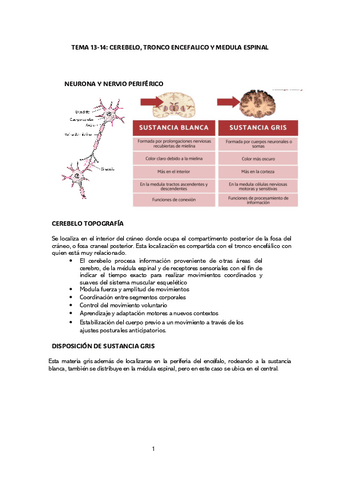 13-14CEREBELO-TRONCO-ENCEFALICO-Y-MEDULA-ESPINAL.pdf