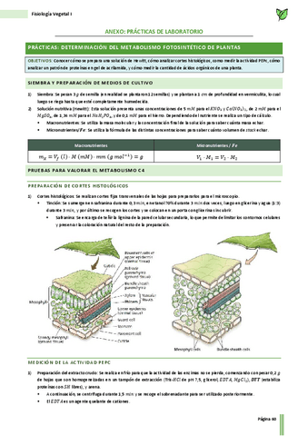 Apuntes-y-calculos-de-las-practicas-de-Fisiologia-Vegetal-I.pdf