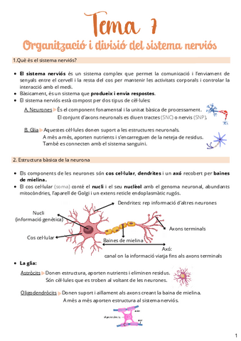 Tema-7-organitzacio-i-divisio-del-sistema-nervios.pdf