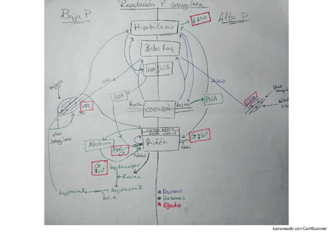 Esquemas-de-Rutas-y-Regulacion.pdf