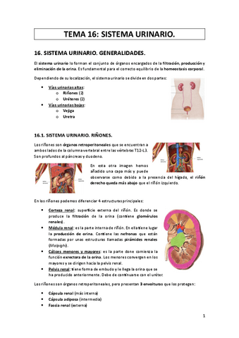 TEMA-16-SISTEMA-URINARIO.pdf