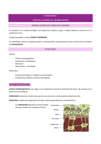 t2-anato-i-aparato-locomotor-generalidades.pdf