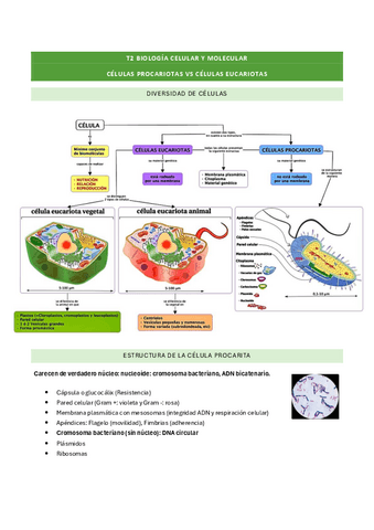 T2-BIO-Celulas-procariotas-vs-eucariotas.pdf