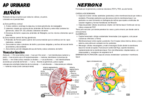 AP-URINARIO-RESUMEN.pdf