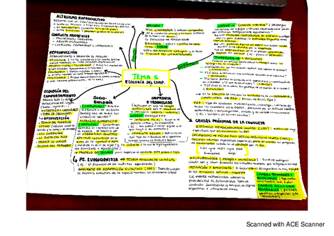 Mapa-conceptual-tema-5.pdf