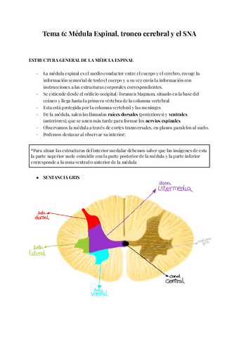 Tema-6-Medula-Espinal-tronco-cerebral-y-el-SNA.pdf