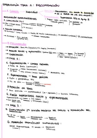 Esquemas-embriologia.pdf