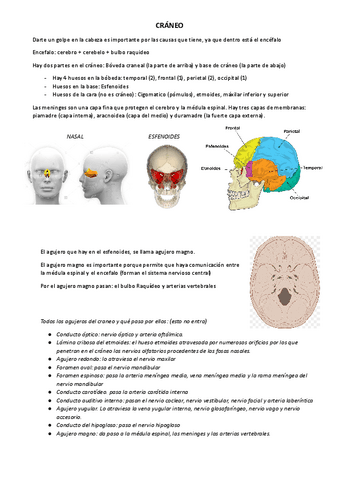 Craneo.pdf