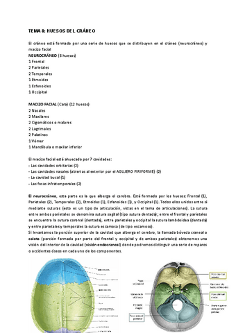 Tema-8-Anatomia.pdf