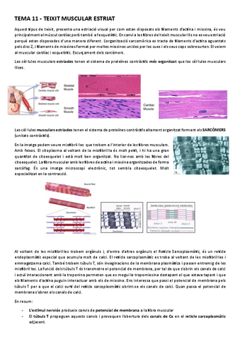 Tema-11-Teixit-muscular-estriat-animal.pdf
