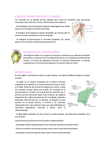 ARTICULACIONES-Y-CONCEPTOS-CALVE-2o-PARCIAL-ANATO.pdf