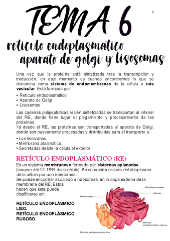 APUNTES-T6-BIOLOGIA-RET.-ENDOPLASMATICO-APARATO-DE-GOLGI-Y-LISOSOMAS.pdf