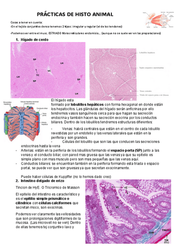 PRÁCTICAS HISTO ANIMAL BIEN EXPLICADAS PARA EXAMEN.pdf