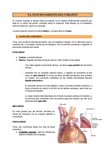 Paso A Paso Del Funcionamiento Del Corazón – QMQH