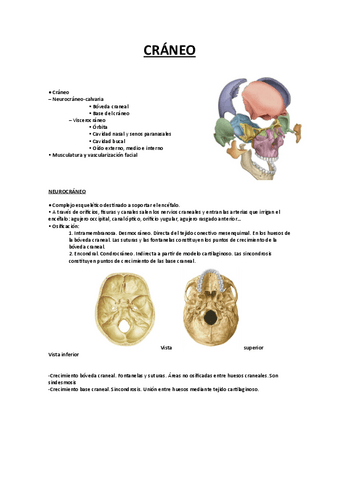 Resumenes-Craneo.pdf
