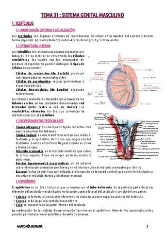 TEMA-31--SISTEMA-GENITAL-MASCULINO.pdf