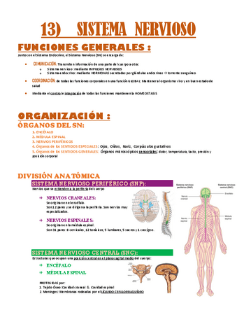 anatomia-T13.sistema-nervioso.pdf