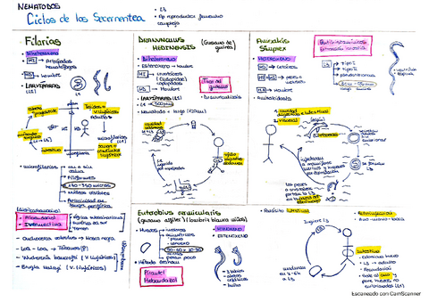 Ciclos-de-los-Secernentea.pdf