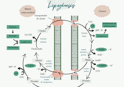 Esquema-lipogenesis.pdf