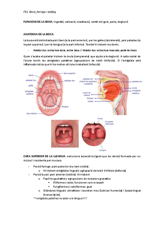 F31.-Boca-faringe-i-esofag.pdf