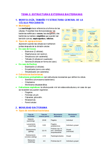 Tema-3-Estructuras-externas-bacterianas.pdf