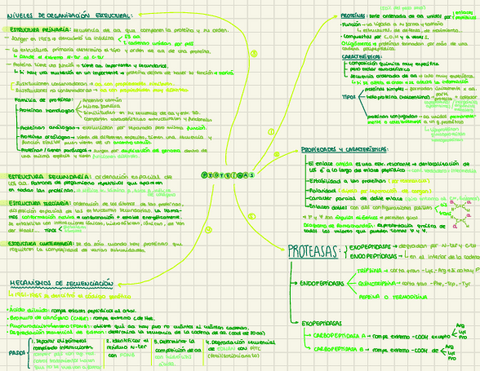 esquema-t4-proteinas.pdf
