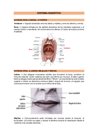 5-Boca-faringe-y-esofago.pdf