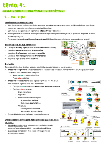 Tema-4-Algas-Verdes-Clorofitos-Y-Carofitos.pdf