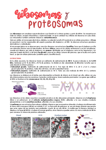 11.-RIBOSOMAS-Y-PROTEOSOMAS.pdf