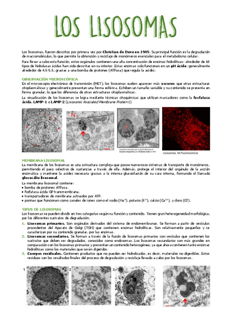 14J-LISOSOMAS.pdf