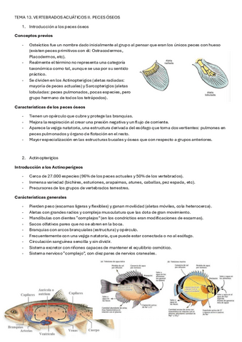 TEMA-13.-VERTEBRADOS-ACUATICOS-II.-PECES-OSEOS.pdf