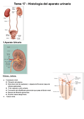 Tema-17-Histologia-del-aparato-urinario.pdf