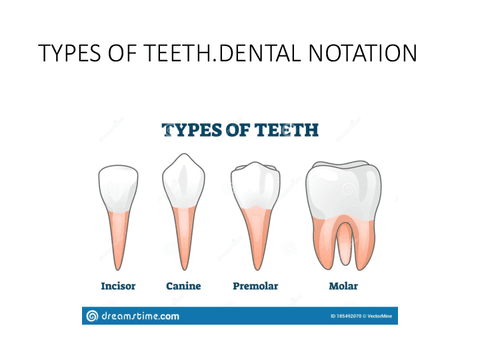 TYPES-OF-TEETH.DENTAL-NOTATION.pdf