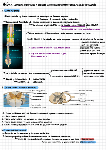 Medula-espinal.pdf