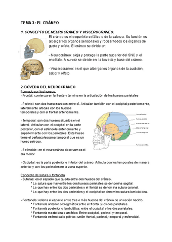 tema-3-anatomia.pdf