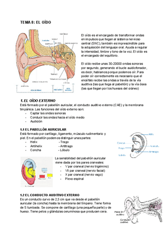 tema-8-anatomia.pdf