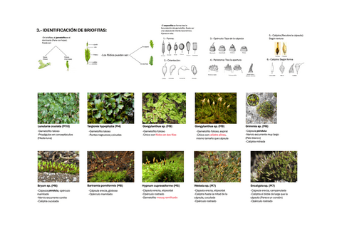 Clave-identificacion-de-Briofitas-Imagenes-y-Explicacion.pdf