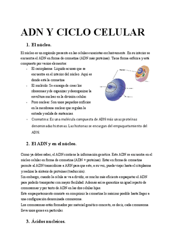 ADN-Y-CICLO-CELULAR.pdf