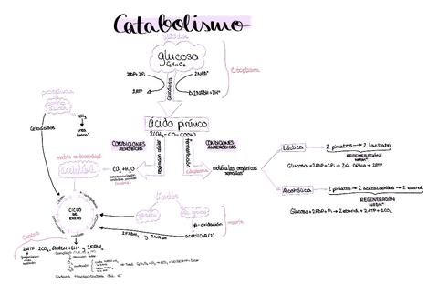 Esquema-catabolismo.pdf