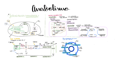 Esquema-anabolismo.pdf