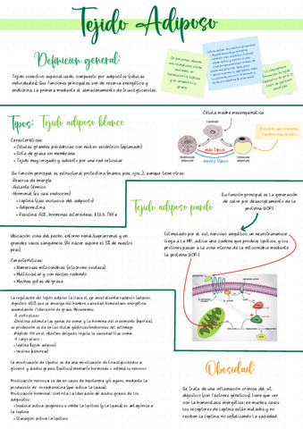 N.-Tejido-Adiposo.pdf