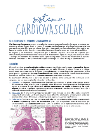 2.-SISTEMA-CARDIOCIRCULATORIO.pdf