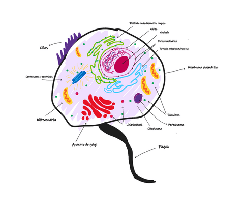 Cel.-animal-Bio-Lucia-Lorenzo.pdf