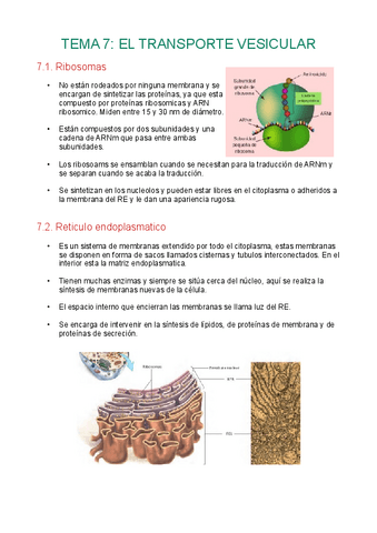 Tema7-transporte-vesicular.pdf