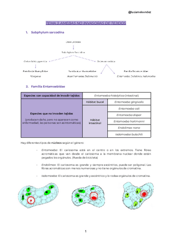 Tema-3.-Amebas-no-invasoras-de-tejidos.pdf