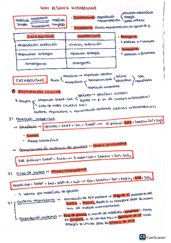 mini-resumen-catabolismo.pdf