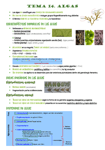 14-algas.pdf